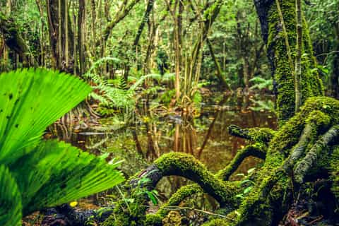 Tulum National Park, Tulum - Book Tickets & Tours | GetYourGuide