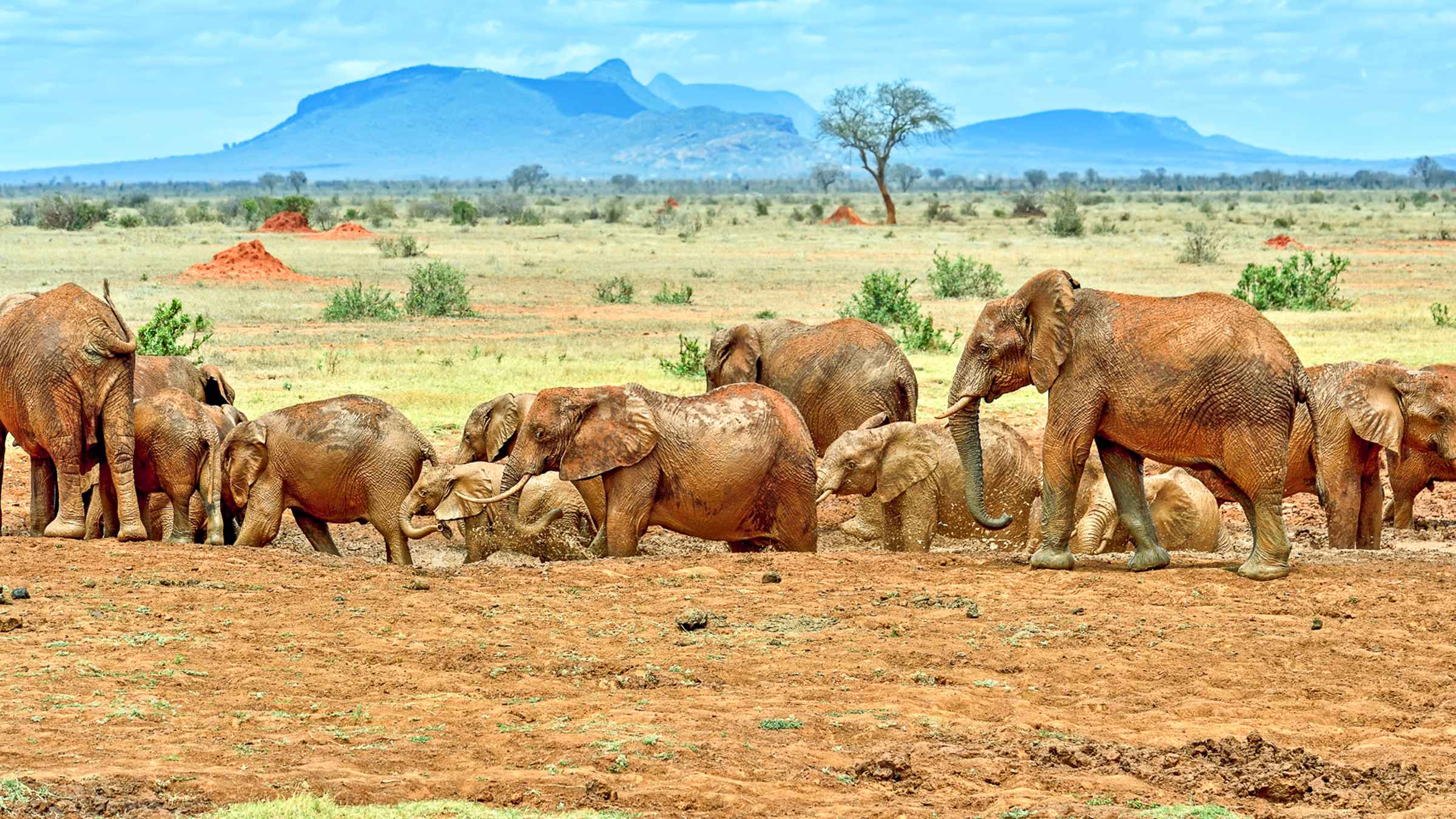 Tsavo East National Park National Parks | GetYourGuide
