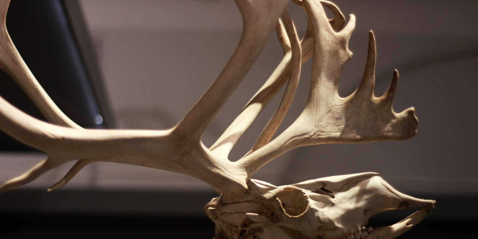 The BEST Harvard Museum of Natural History, Cambridge Activities 2023 ...