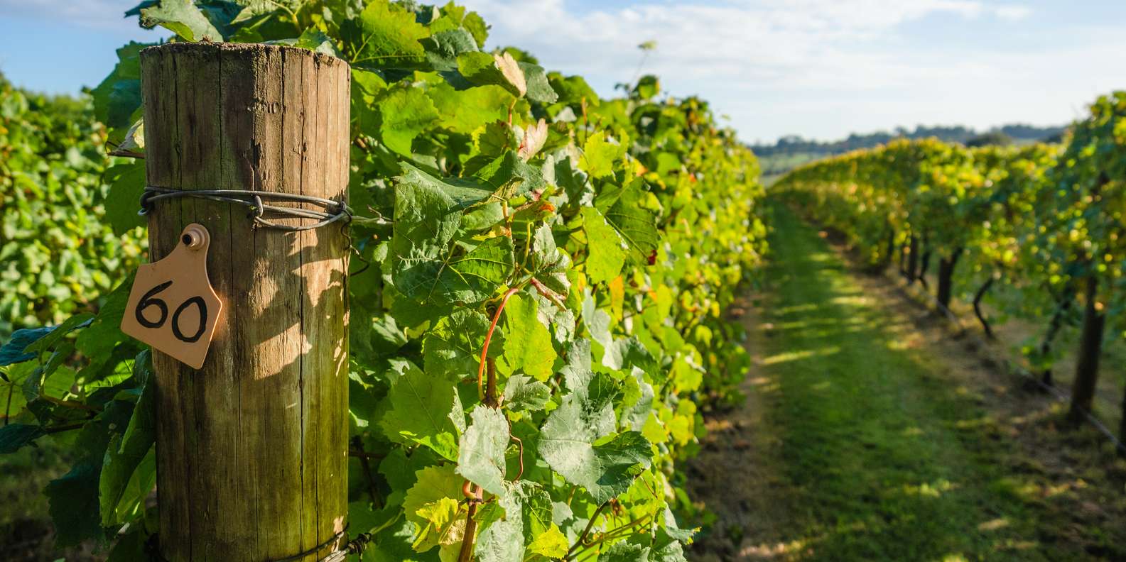 The BEST Sonoma County Tours and Things to Do in 2023 - FREE ...