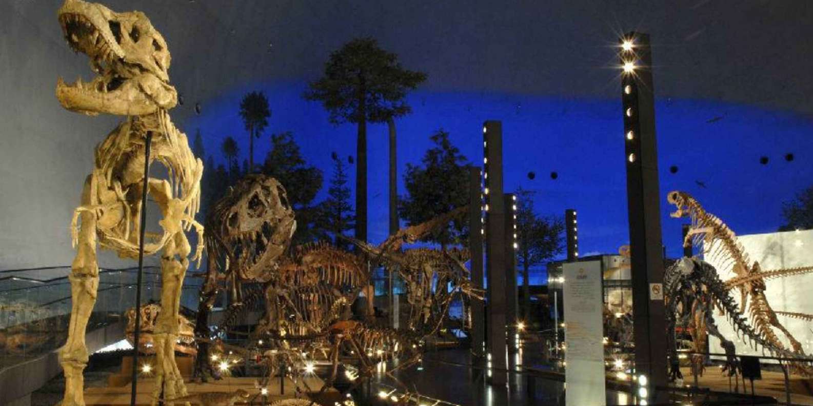 Museo de Dinosaurios de la Prefectura de Fukui Actividades para toda la ...