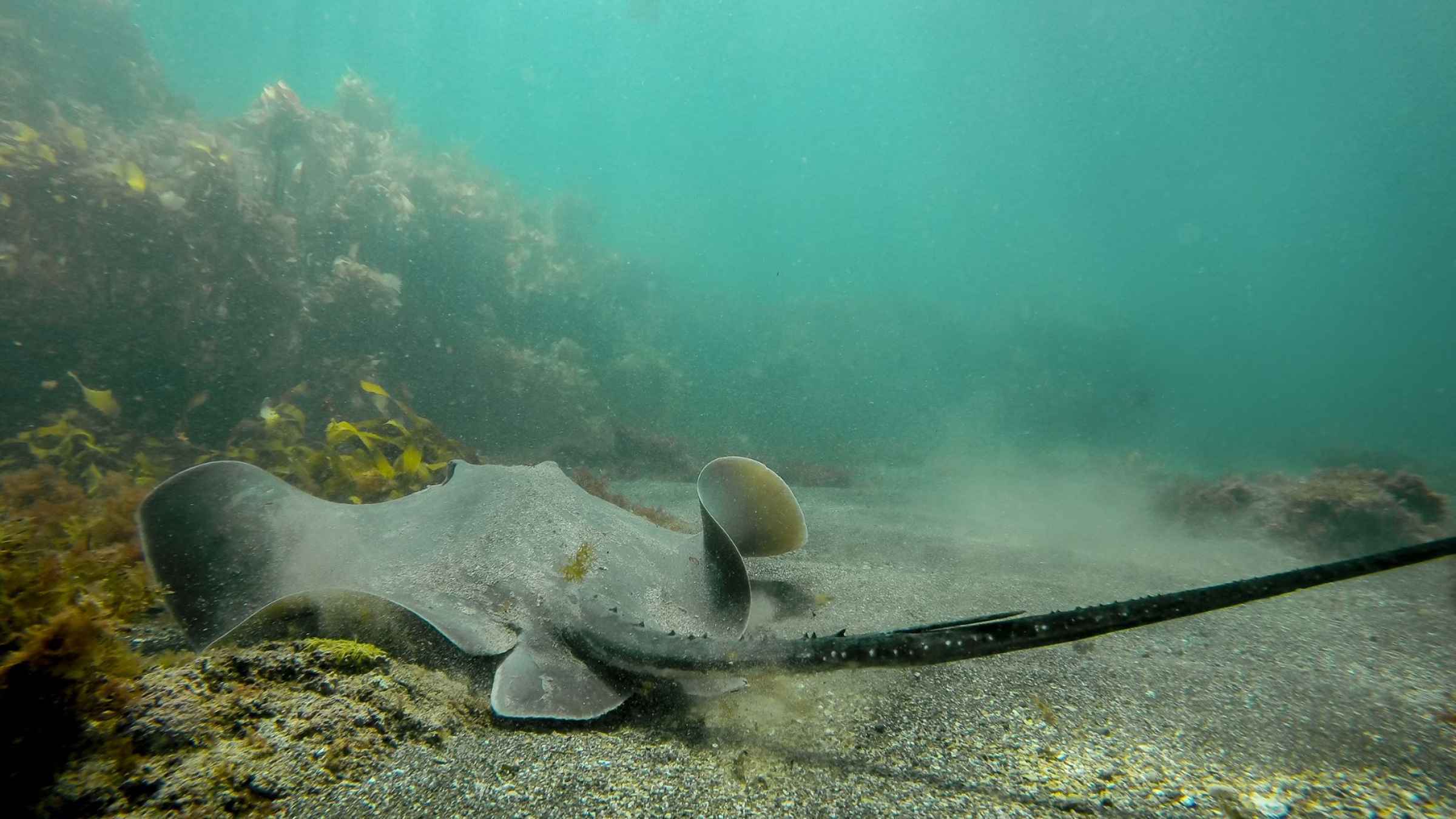 Goat Island Marine Reserve, Auckland - Book Tickets & Tours