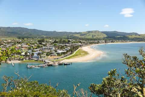 The BEST Whitianga Dolphin & whale watching 2025 - FREE Cancellation ...