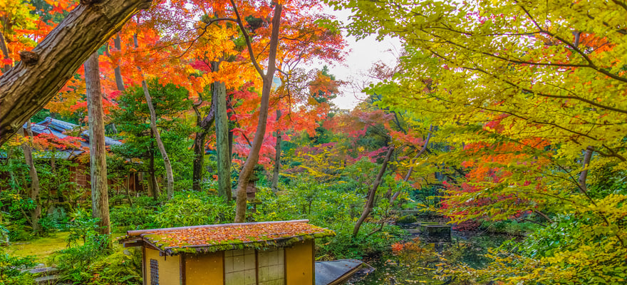 Museo Nezu, Tokio - Reserva de entradas y tours | GetYourGuide