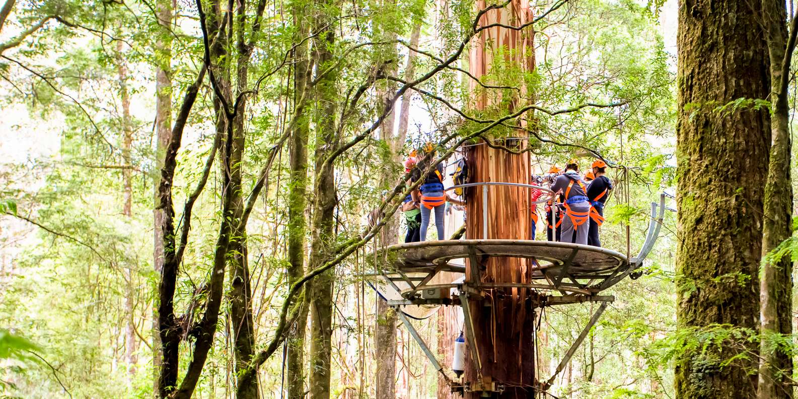 Otway Fly Treetop Adventures Weeaproinah tickets: comprar ingressos ...