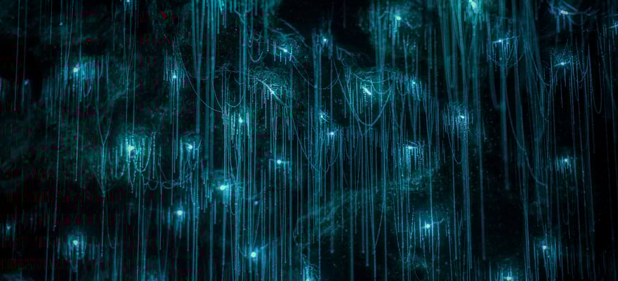 Cueva de Ruakuri, Waitomo - Reserva de entradas y tours | GetYourGuide