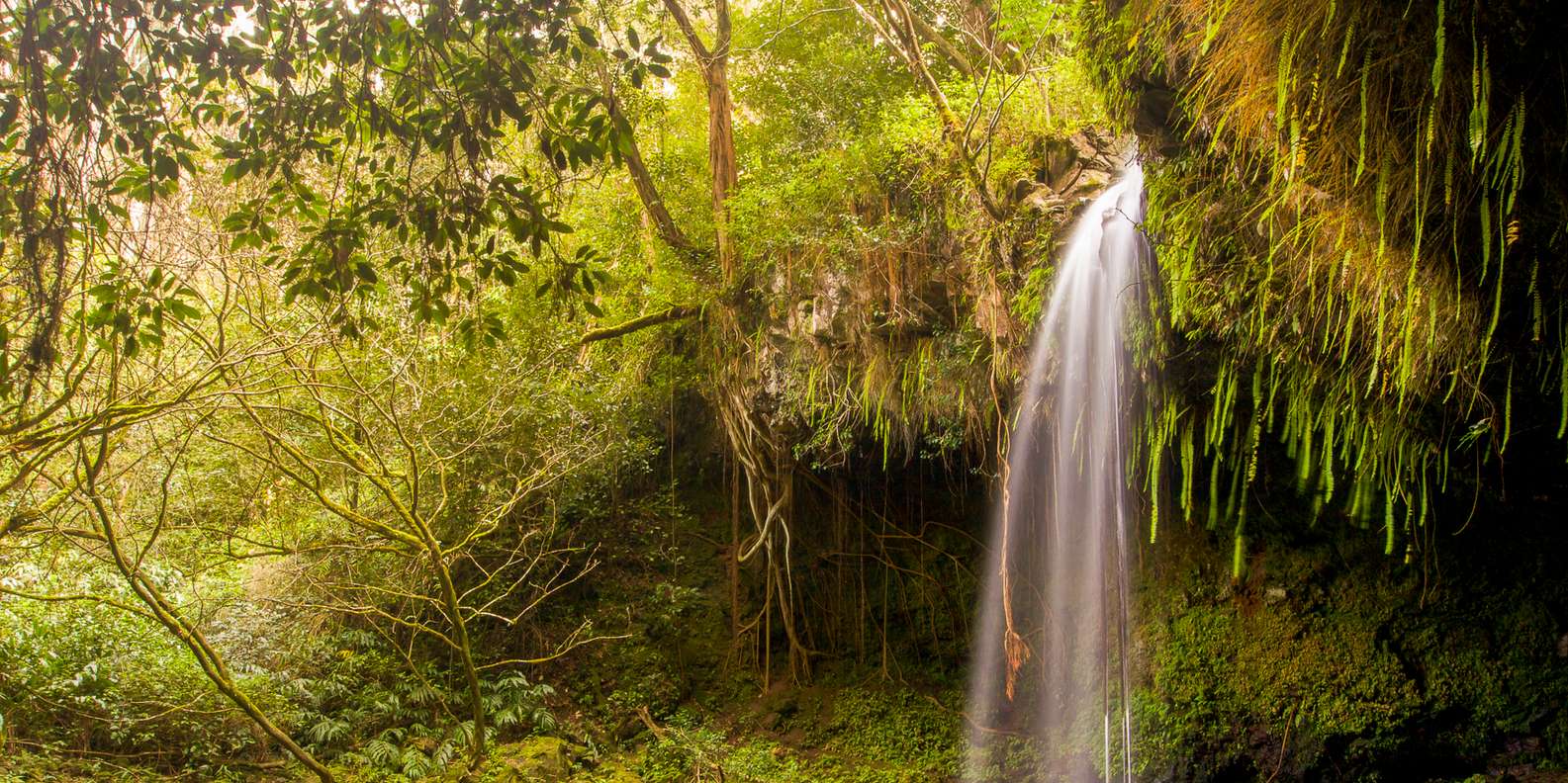 The BEST Twin Falls Maui Waterfall Spring activities 2023 - FREE ...