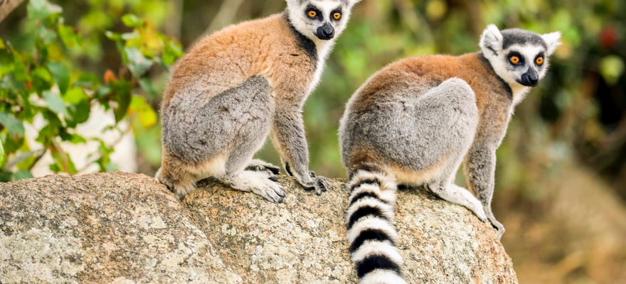 RainForest Adventures Discovery Zoo, Sevierville - Book Tickets & Tours ...