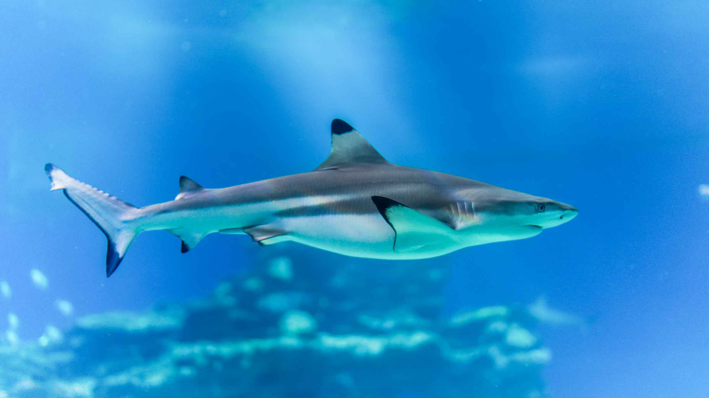 Pemberton Place, Atlanta - Book Tickets & Tours | GetYourGuide