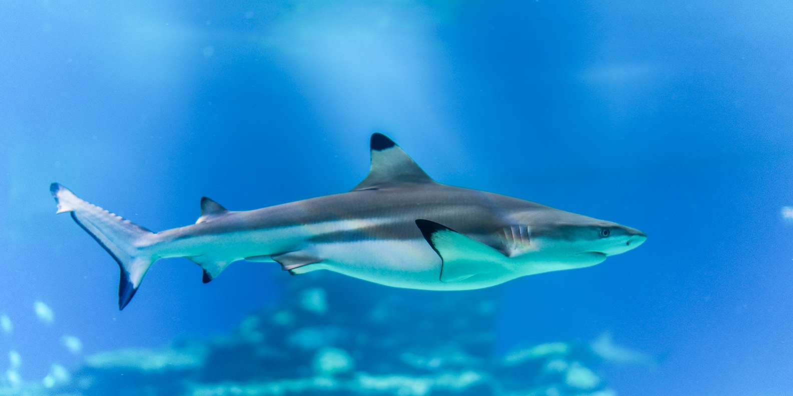 Pemberton Place, Atlanta - Reserva de entradas y tours | GetYourGuide