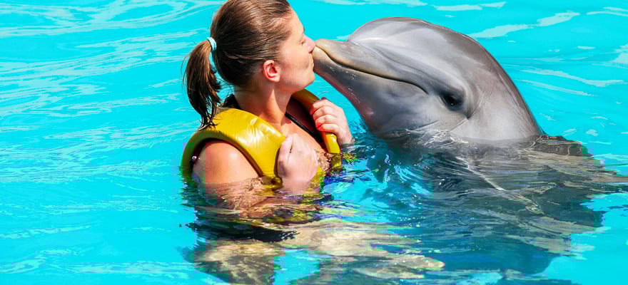 Dolphin Connection Florida Keys tickets: comprar ingressos agora | GetYourGuide