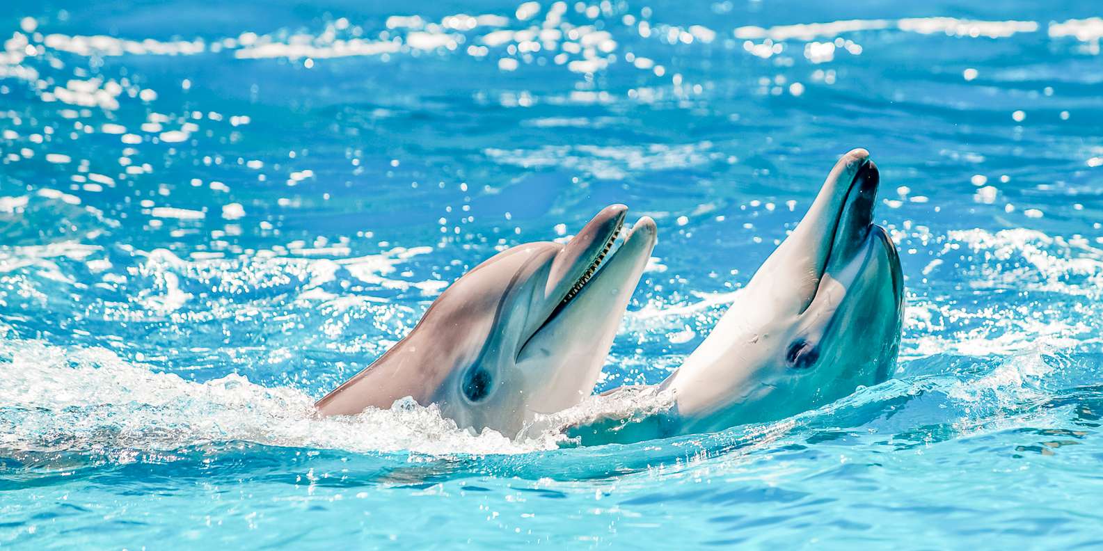 The BEST Marineland Dolphin Adventure Summer activities 2023 - FREE ...