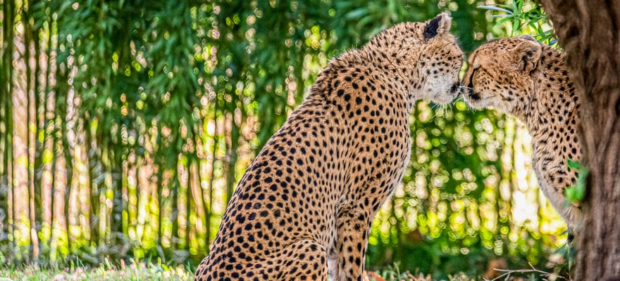 Saint Louis Zoo, St. Louis - Book Tickets & Tours | GetYourGuide