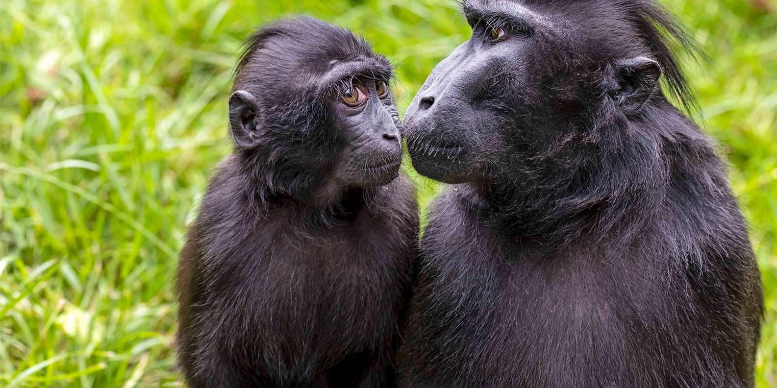 The BEST Artis Zoo Hidden gems 2023 - FREE Cancellation | GetYourGuide