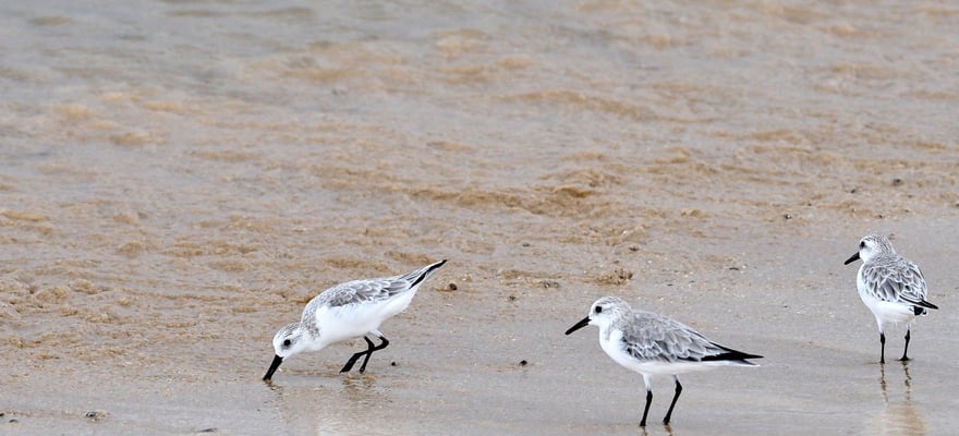 The BEST Floreana Island, Galapagos Islands Tours and Things to Do in ...