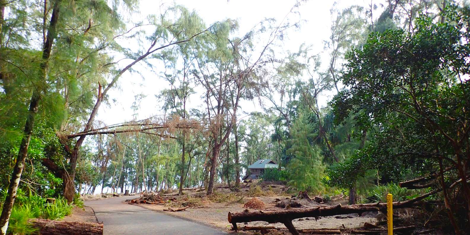 The BEST MacKenzie State Recreation Area, Hawaii Hiking 2023 - FREE ...