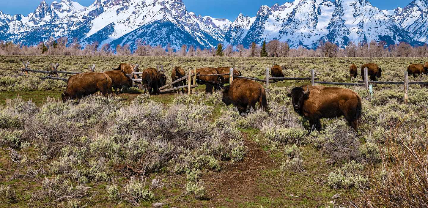 Jackson Hole Luoghi d'interesse e monumenti: il MEGLIO del 2024 ...
