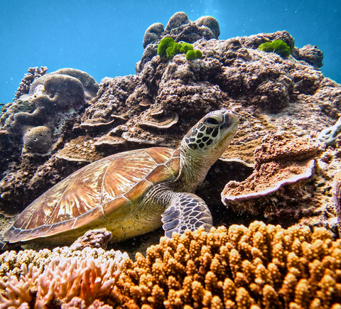 The BEST Southern Great Barrier Reef Tours and Things to Do in 2024 ...