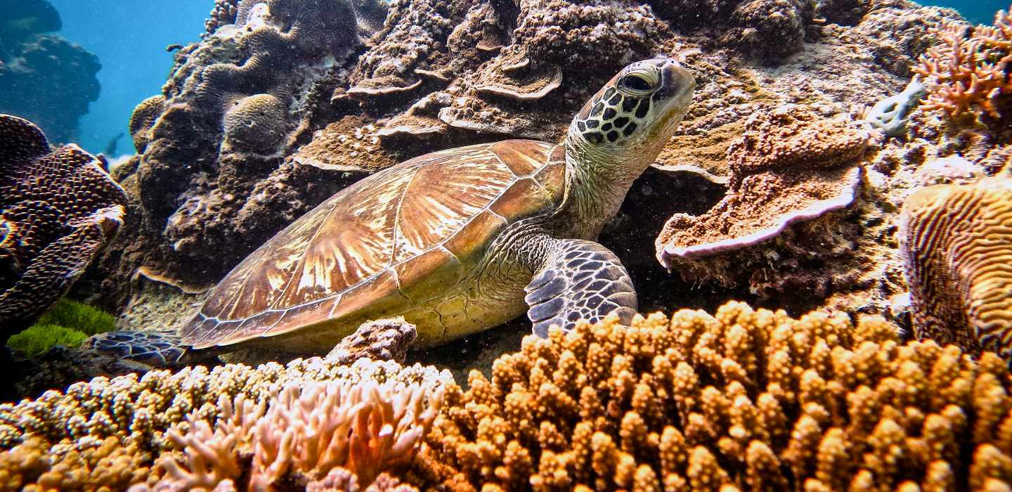 The BEST Southern Great Barrier Reef, Queensland Water sports 2023 ...