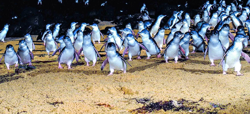 Penguin Parade, Phillip Island - Book Tickets & Tours | GetYourGuide