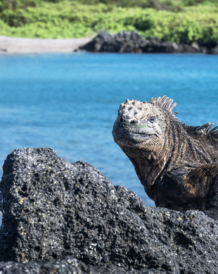Isabela-eiland, Galapagoseilanden: de BESTE tours en dingen om te doen in 2024 - GRATIS ...