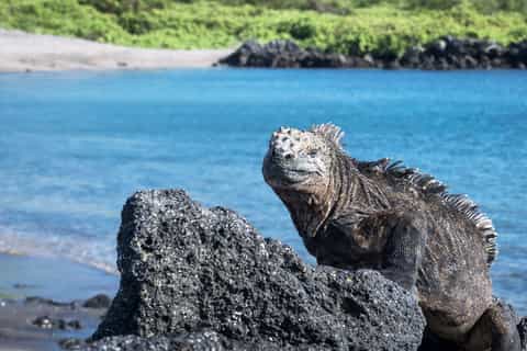 Isabela Eiland Schildpad Galapagos Eilanden: Een Wonder Van De Natuur