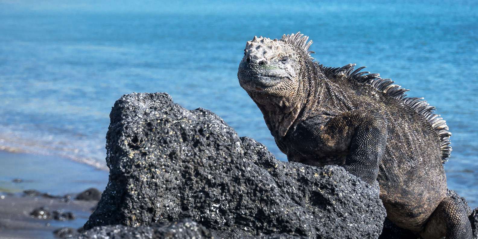 The BEST Isabela Island, Galapagos Islands Activities 2023 - FREE ...