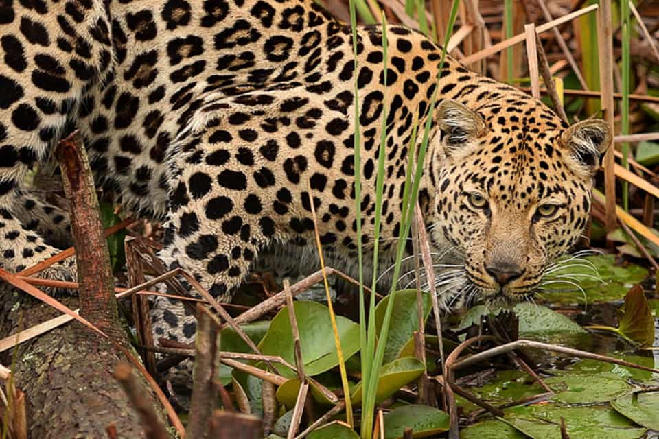 Moholoholo Wildlife Rehabilitation Centre, Limpopo - Book Tickets ...