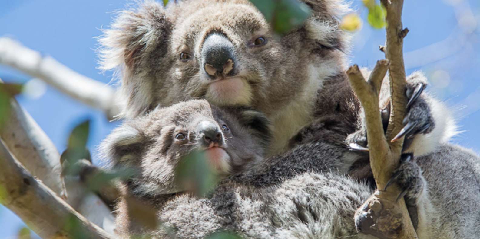 Viajes de 1 día desde Centro de conservación de koalas | GetYourGuide