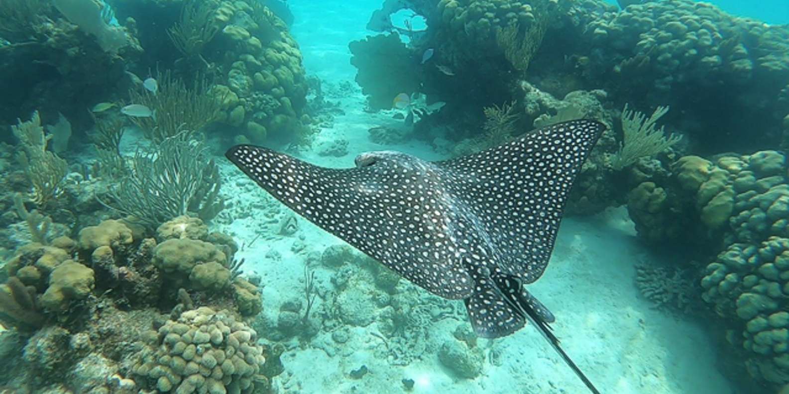 The BEST Stingray City, George Town Safaris & wildlife activities 2023 ...