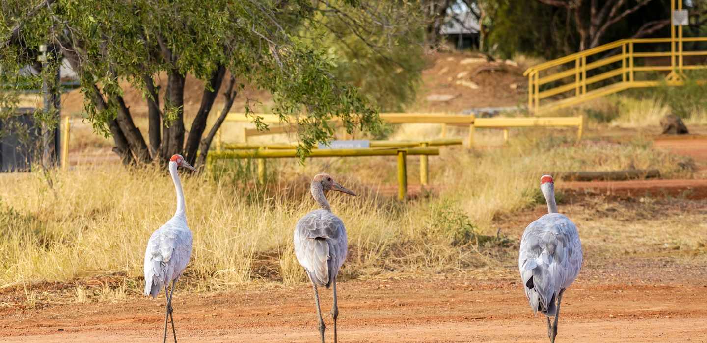 The BEST Longreach Tours 2024 - FREE Cancellation | GetYourGuide