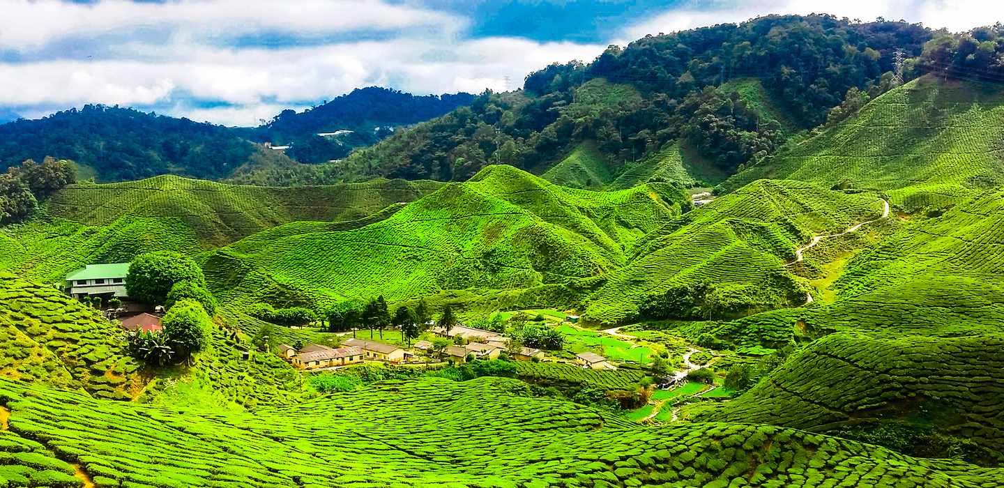 Day Trips from Cameron Highlands | GetYourGuide