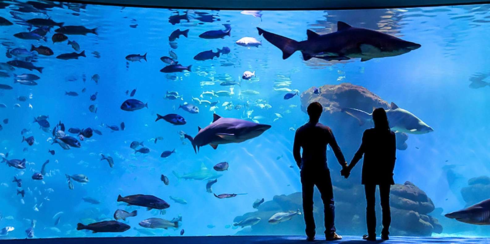 Palma Aquarium, Palma de Mallorca - Book Tickets & Tours | GetYourGuide
