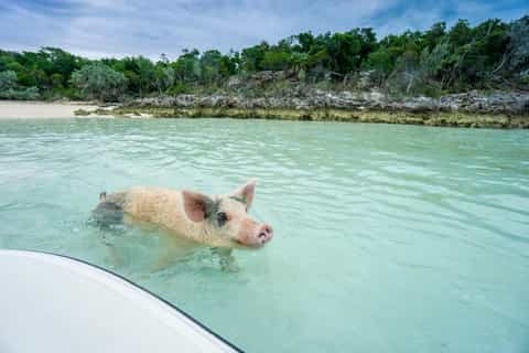 Pig Beach, Exuma - Book Tickets & Tours | GetYourGuide