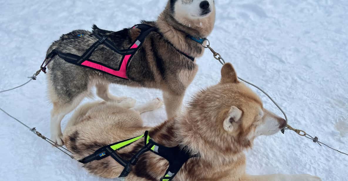 From Tromsø: Husky Experience with Self-Drive Dog Sled Ride | GetYourGuide
