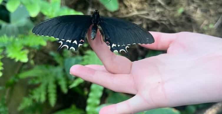 Houston Museum of Natural Science: Cockrell Butterfly Center | GetYourGuide