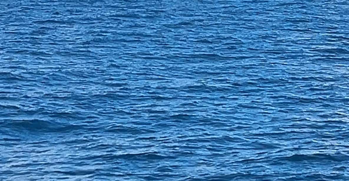 Mooloolaba: Whale Watching Cruise | GetYourGuide