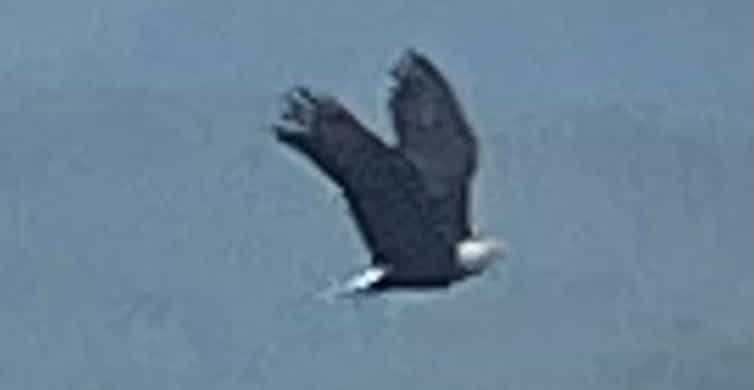 Ketchikan: Totem Pole, Wildlife & City Trolley Tour | GetYourGuide