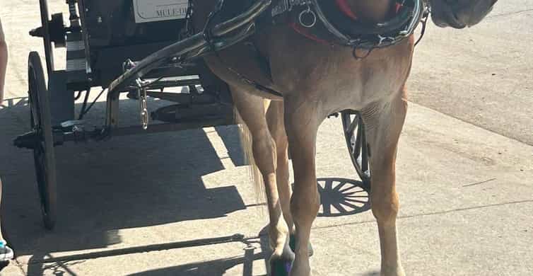 New Orleans: French Quarter Sightseeing Carriage Ride | GetYourGuide