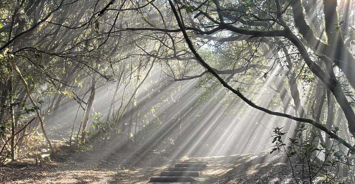 Teneriffa: Anaga, Bosque Mágico, Reserva Biosfera: Senderismo Anaga ...