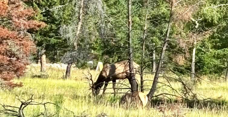 Jasper'dan: Jasper Ulusal Parkı Yaban Hayatı Keşif Turu | GetYourGuide