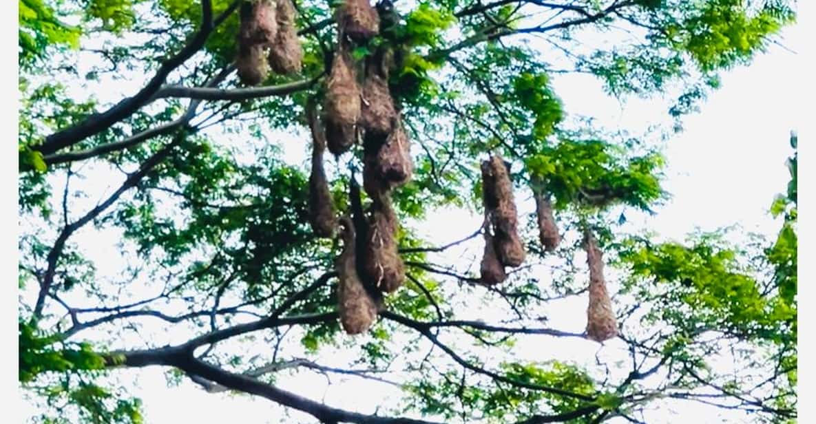 San Jose: Walking Nature Tour with Sloths, Birds, and Trees | GetYourGuide