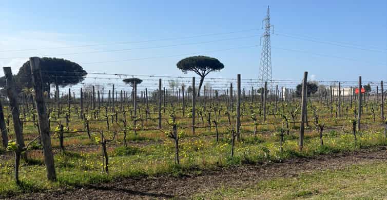 Mount Vesuvius: Vineyard Tour with Wine Tasting and Lunch | GetYourGuide