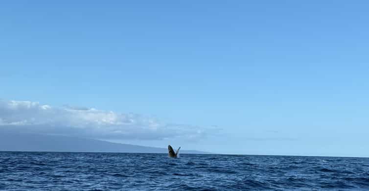 Lahaina: Day or Sunset Whale Watching Tour with Naturalist | GetYourGuide