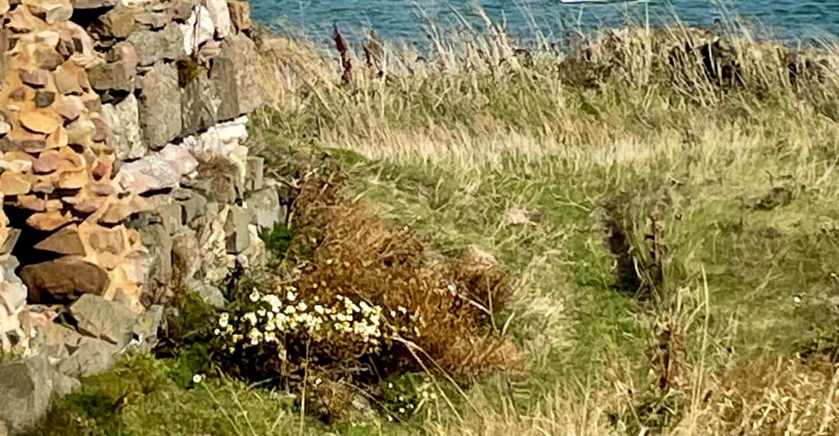 Holy Island: Pilgrims' Path Guided Walk | GetYourGuide