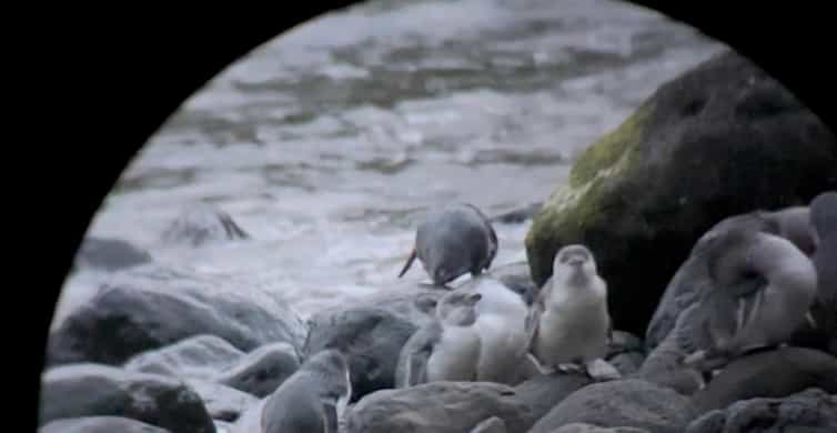 Akaroa: Pohatu Little Penguins 3-Hour Evening Experience | GetYourGuide