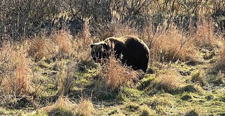 From Anchorage: Alaska Wildlife Center & Turnagain Arm Tour | GetYourGuide