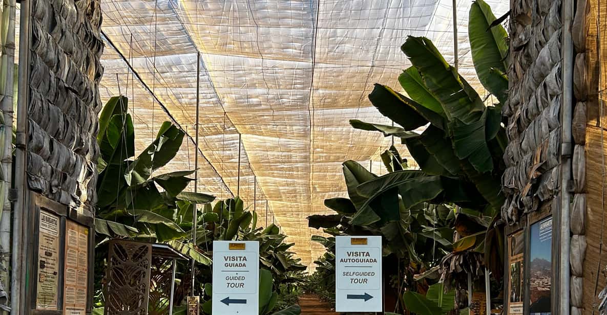 Tenerife: Finca Las Margaritas Banana Plantation Experience | GetYourGuide