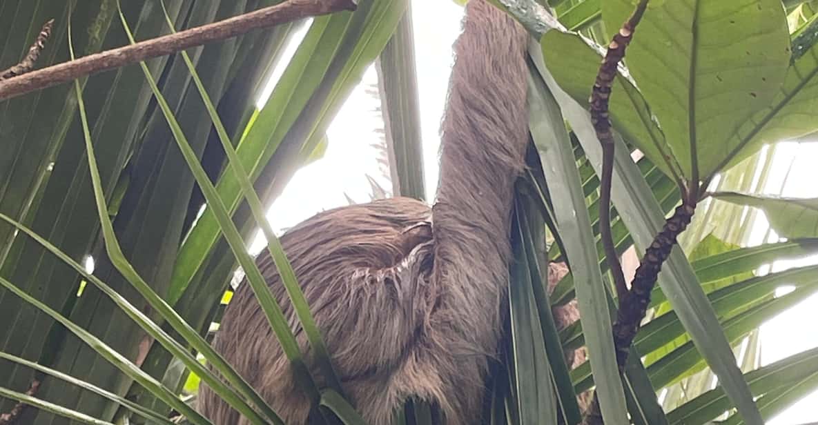 Puerto Limón: Tortuguero, Maratopia, Cahuita, Bananenplantage, uvm ...