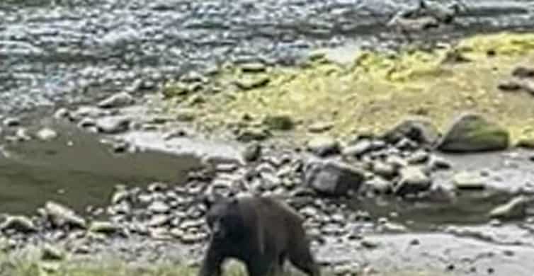 Ketchikan: Totem Pole, Wildlife & City Trolley Tour | GetYourGuide